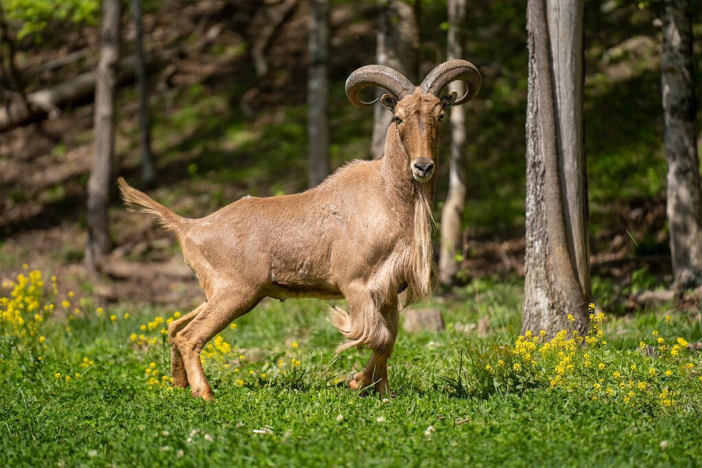 Aoudads - Mountain Meadow Hunting Preserve