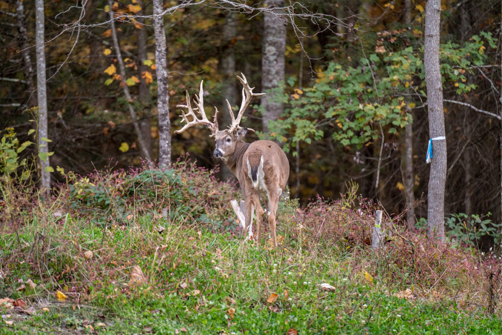 Deer - Mountain Meadow Hunting Preserve
